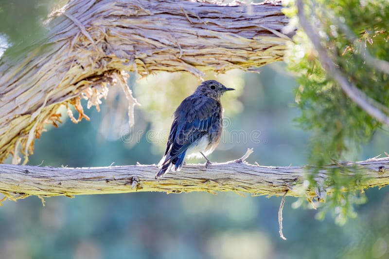 Close Up Shot of a Beautiful Mountain Blue Bird Stock Image - Image of ...