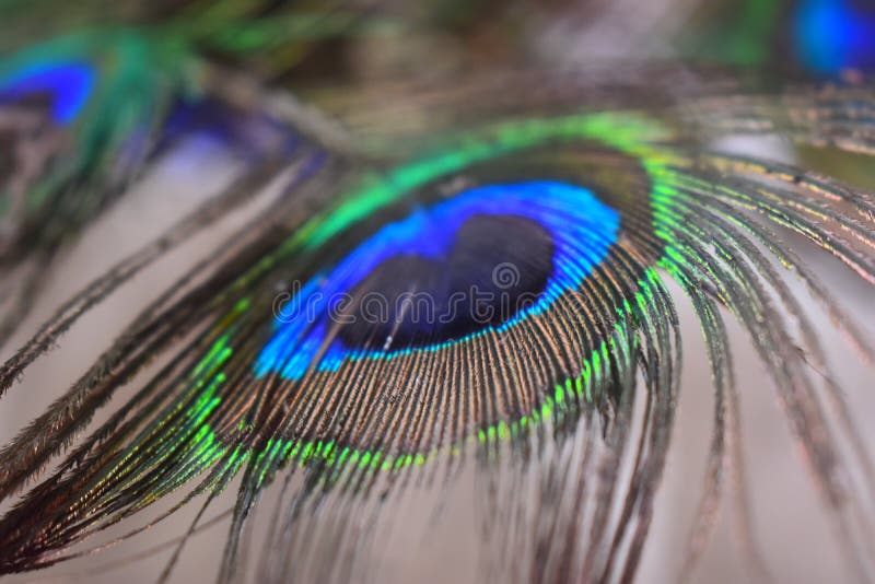 Peacock Fea Stock Photos - Free & Royalty-Free Stock Photos from Dreamstime