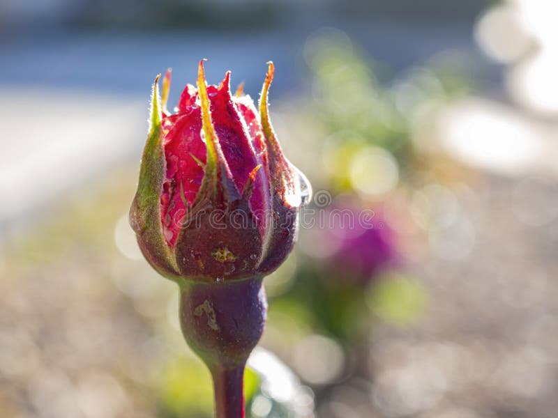 Close Up Shot of a Beautiful Red Rose Bud Stock Photo - Image of order ...