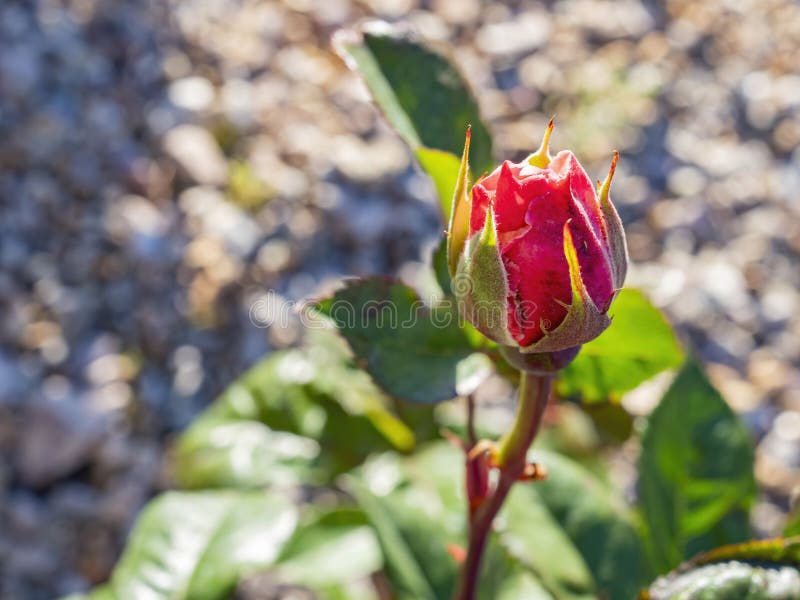 Close Up Shot of a Beautiful Red Rose Bud Stock Image - Image of fresh ...