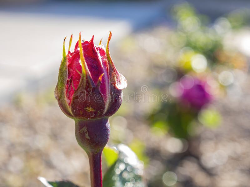 Close Up Shot of a Beautiful Red Rose Bud Stock Image - Image of garden ...
