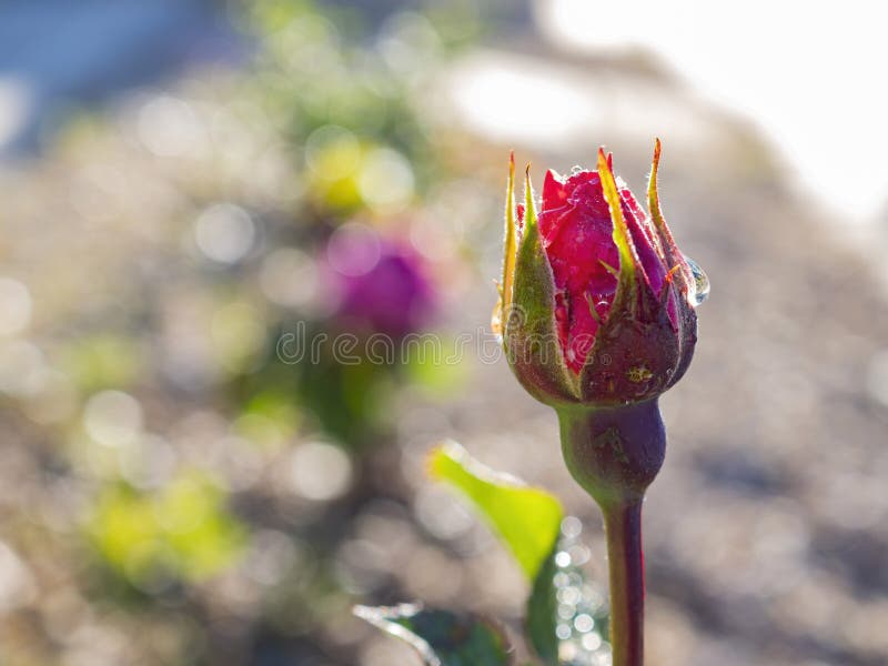 Close Up Shot of a Beautiful Red Rose Bud Stock Photo - Image of petal ...