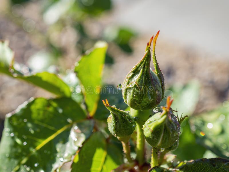 Close Up Shot of a Beautiful Red Rose Bud Stock Photo - Image of ...