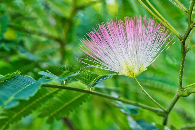 Silk tree flower stock image. Image of nature, floral - 103168555