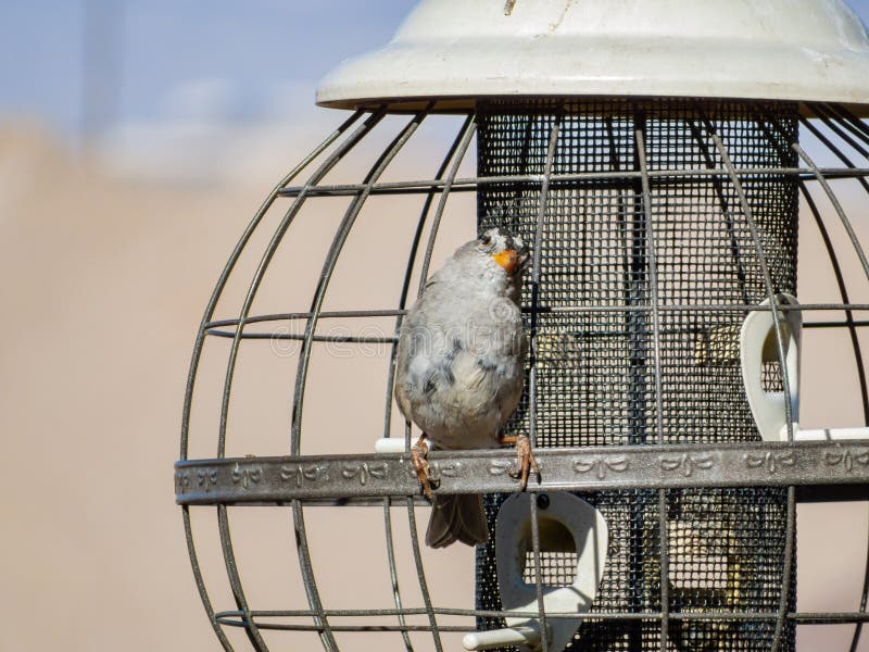 Close Up Shot of a Beautiful Sparrow Stock Image - Image of nevada ...