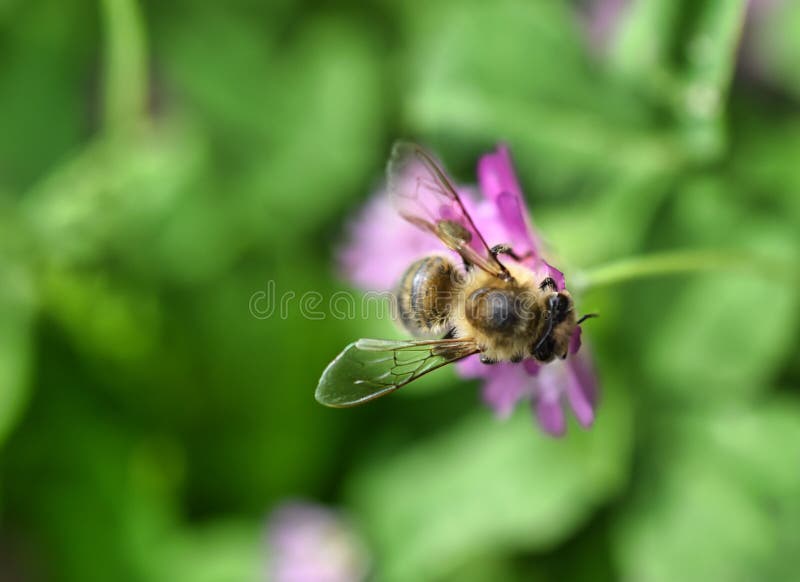 Close-up Shot of a Bee Drinking Nectar from a Flower Stock Image ...
