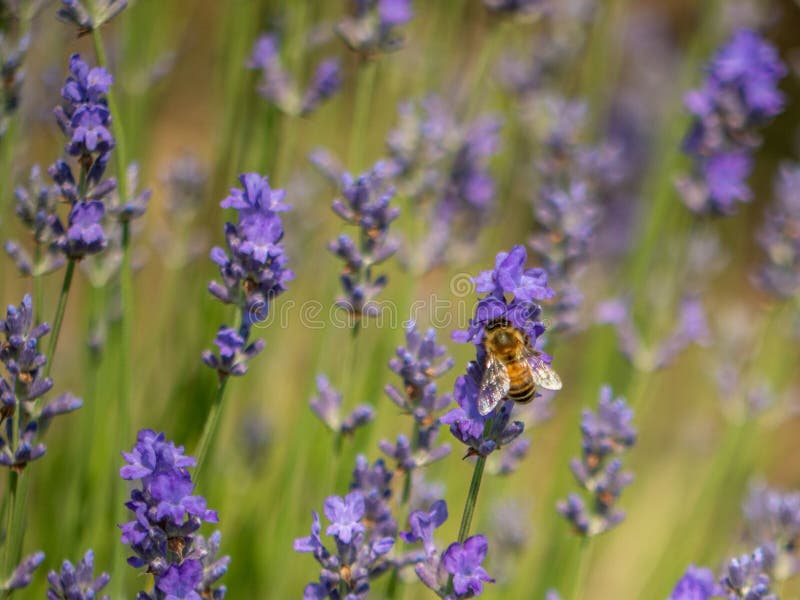 Close-up Shot of a Bee Drinking Nectar from Lavender in the Field Stock ...