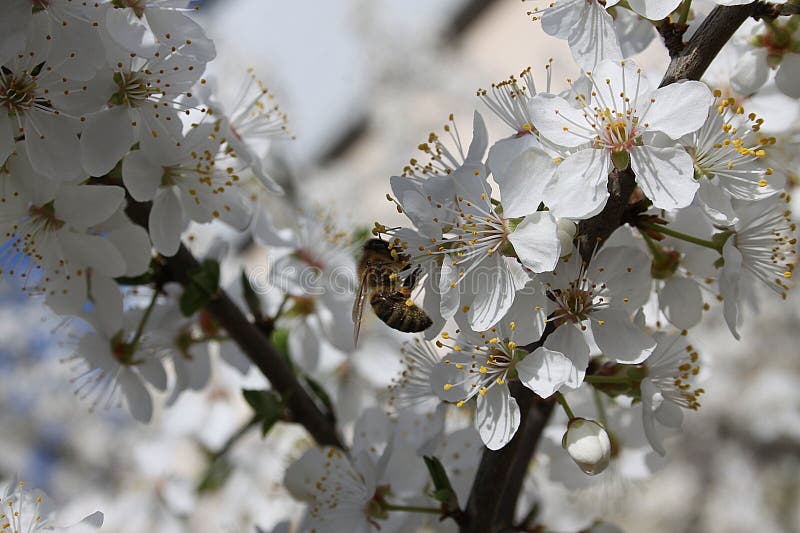 Close Up Shot of Bee Gathering Nectar from White Cherry Flower on a ...