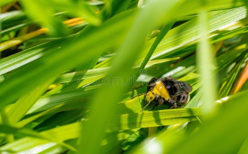 Close-up Shot of a Bee on the Grass Stock Image - Image of plant ...
