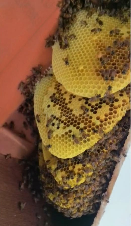 Close-up Shot of Bee Hive in Ceiling of House Stock Photo - Image of ...