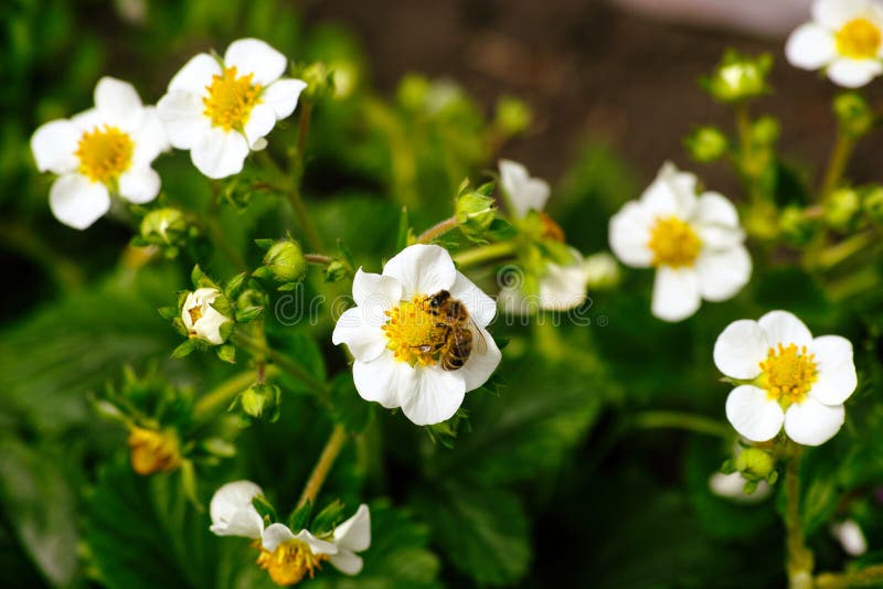 Close-up Shot of a Bee Pollinating a Strawberry Flower Stock Photo ...