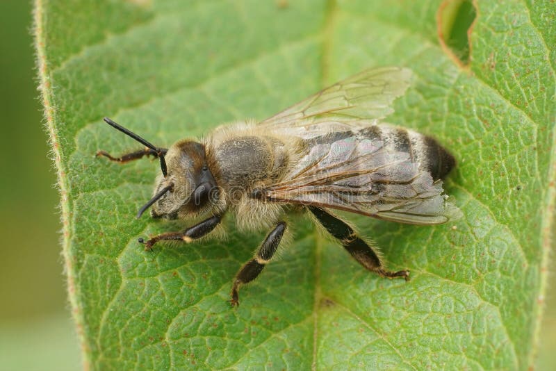 Close-up Shot of a Bee Sitting on a Leaf Stock Image - Image of insect ...