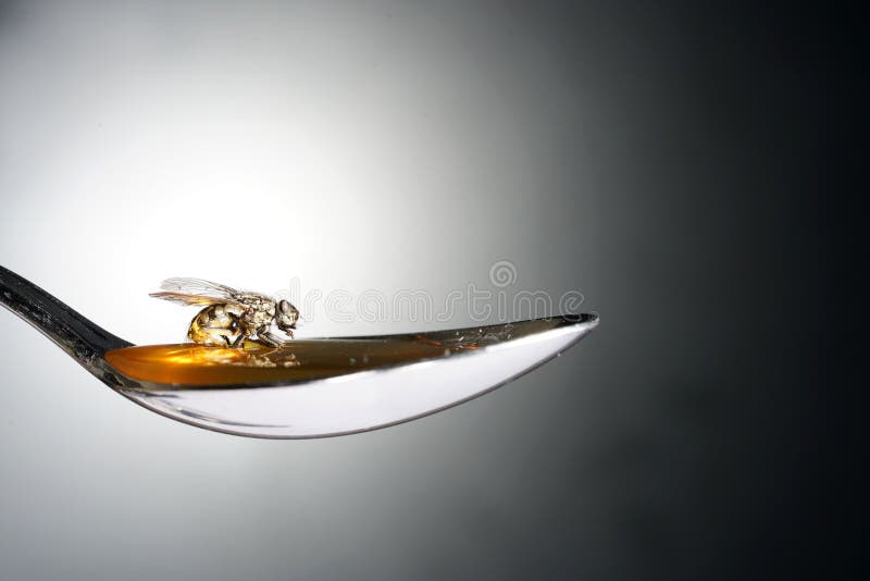 Close-up Shot of a Bee Sitting on a Spoonful of Honey Stock Image ...