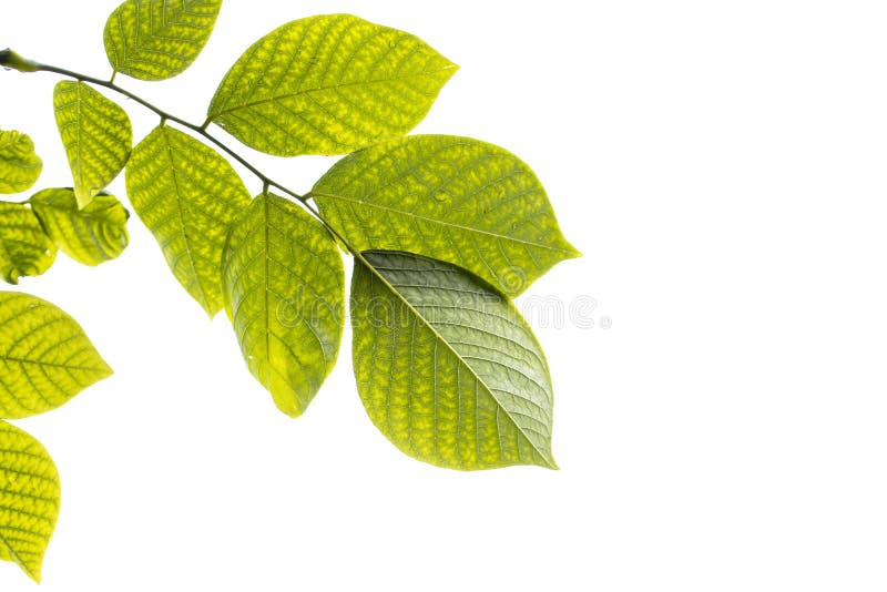 Beech Tree Leaves on White Background Stock Photo - Image of life, shot ...