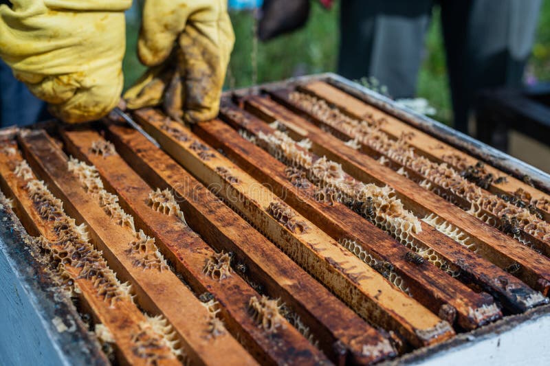 Close Up Shot of a Beehive Being Opened with a Metallic Tool by ...