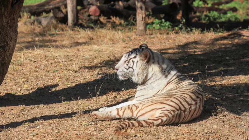 Close Up Shot of Bengal Tiger Under Tree Stock Image - Image of close ...