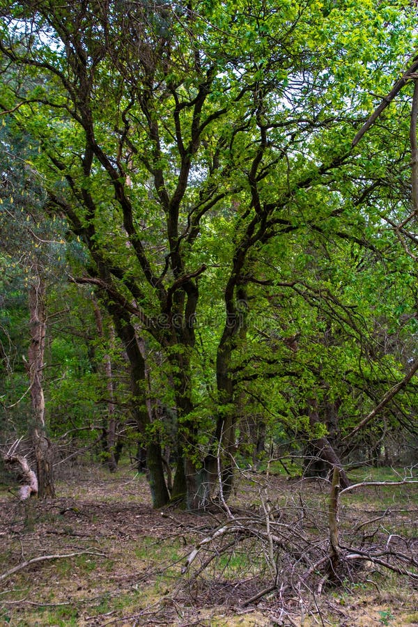 Close Up Shot of Big Old Tree Stock Image - Image of yellow, close ...