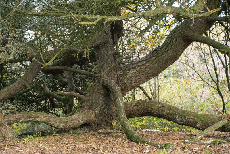 Close Up Shot of Big Old Tree Stock Image - Image of natural, bright ...