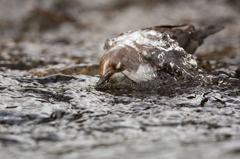 Close-up Shot of a Bird Diving into a Flowing River, Creating a Splash ...