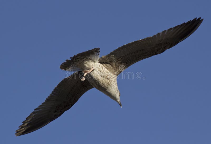 Close Up Shot of a Bird Flying High Above the Sky Stock Image - Image ...