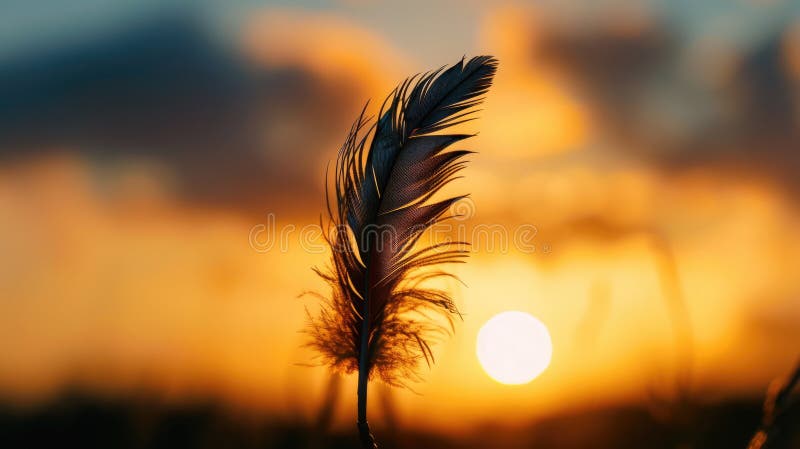 A Close-up Shot of a Bird S Feather Against the Backdrop of a Beautiful ...