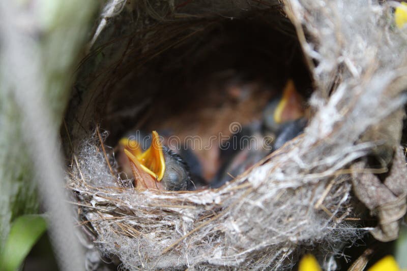 Close Up Shot of a Bird`s Nest Stock Image - Image of beak, small ...