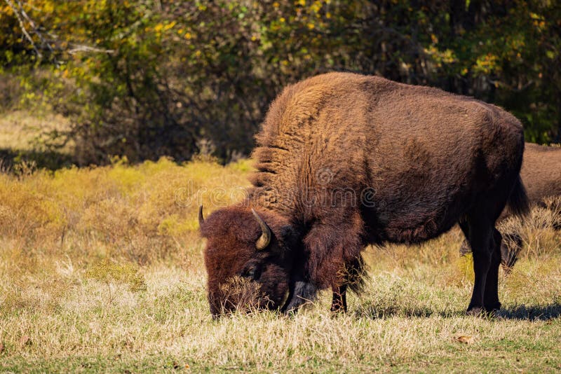 Close Up Shot of Bison Eating Grass Stock Photo - Image of sulphur ...