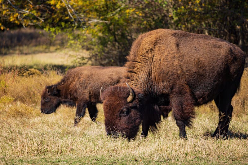Close Up Shot of Bison Eating Grass Stock Image - Image of mammal ...