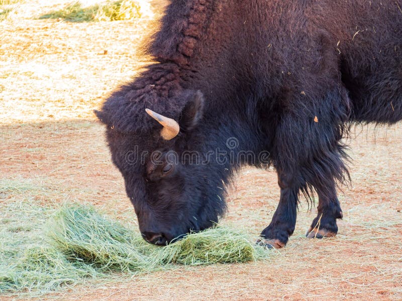 Close Up Shot of Bison Eating Grass Stock Image - Image of bison, park ...