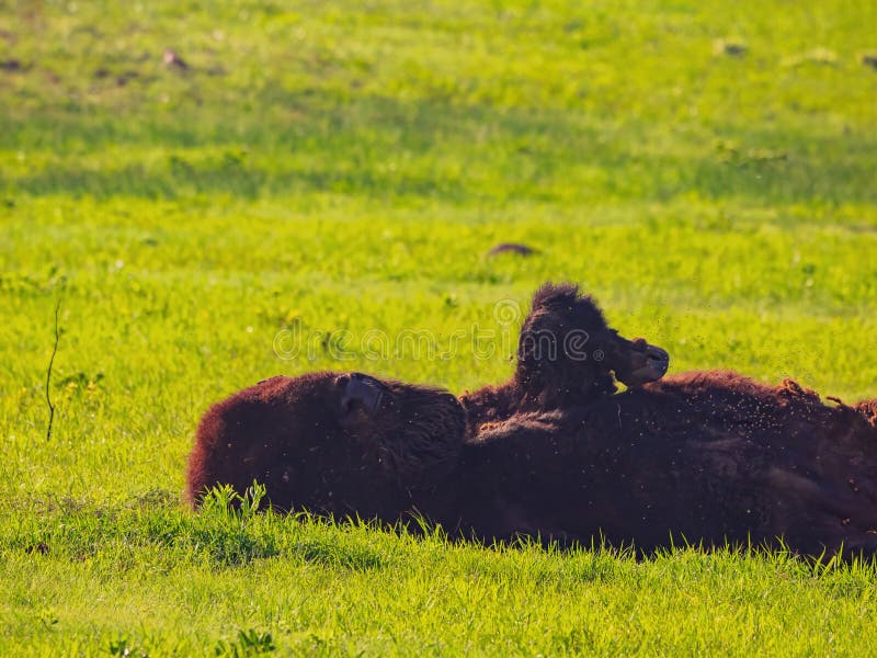 Close Up Shot of Bison Scratching it`s Back Stock Photo - Image of ...