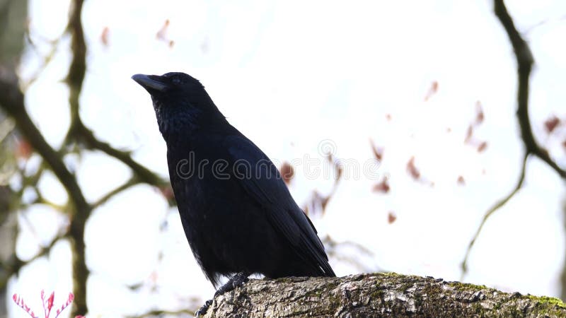 Close-up Shot of a Black Crow Standing on Wood. Stock Video - Video of ...