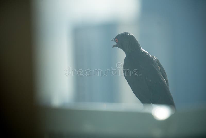 Close Up Shot of Black Crows Stock Image - Image of white, background ...
