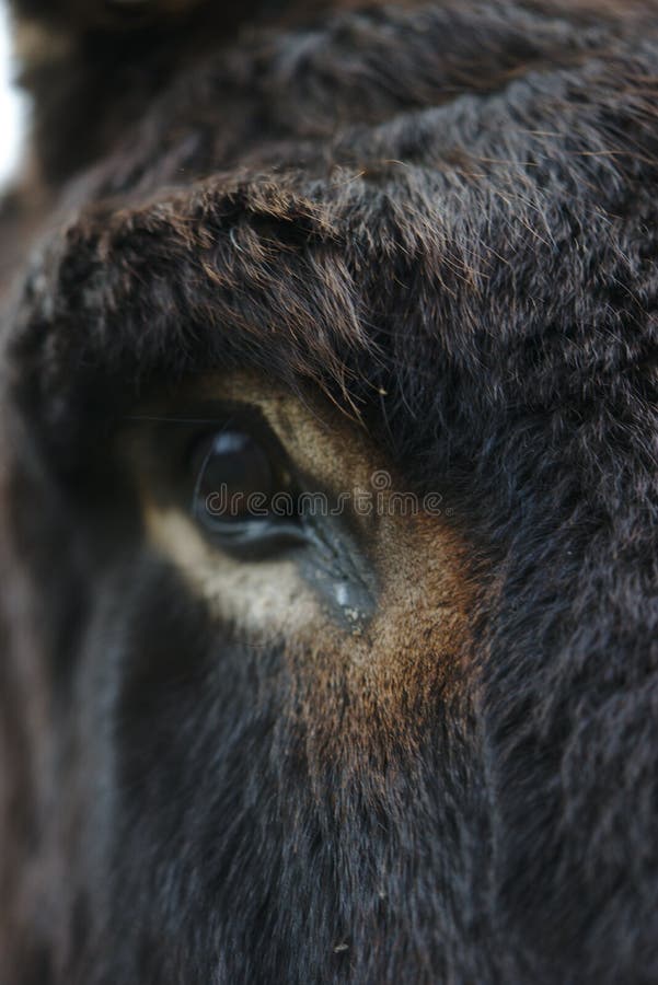 Look of a black donkey stock photo. Image of campaign - 136038636