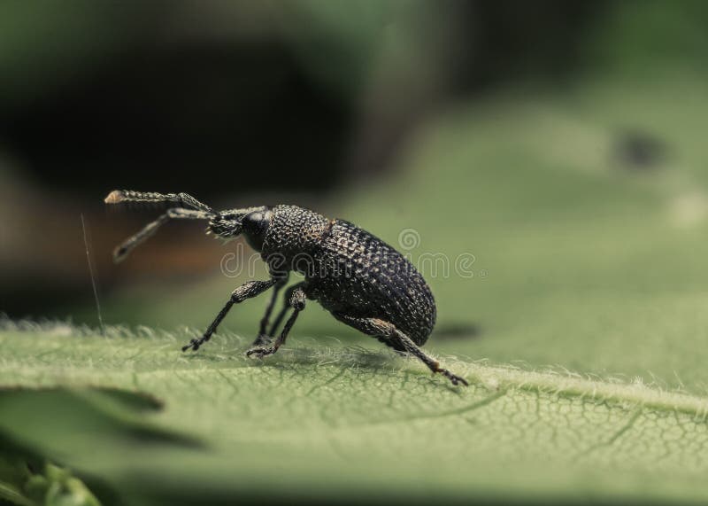 Close-up Shot of a Black Weevil on a Green Leaf Stock Image - Image of ...