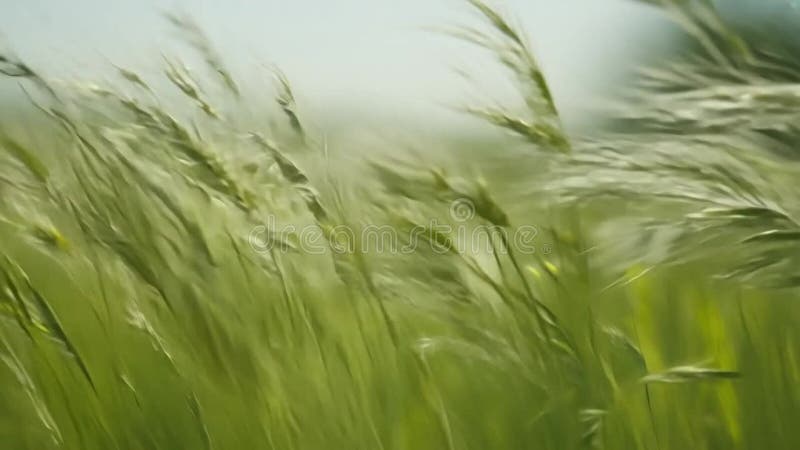 A Close-up Shot of Blades of Grass Swaying Gently in the Wind. the ...