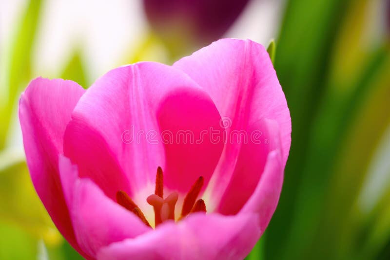 Close-up Shot of a Blooming Pink Tulip Stock Image - Image of wallpaper ...