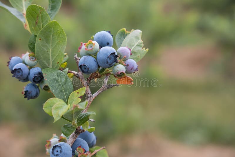 Close Up Shot of Blue Berries on the Plant Stock Photo - Image of ...