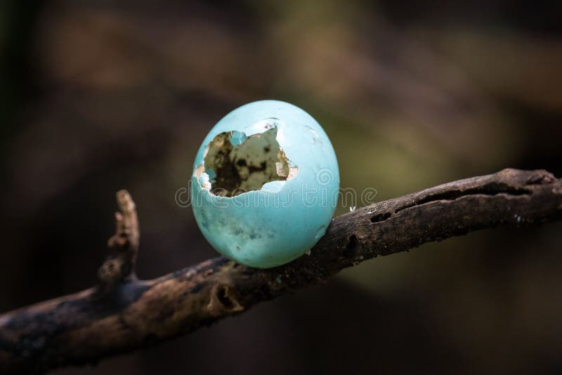 Close-up Shot of a Blue Eggshell after Hatching on a Tree Branch Stock ...