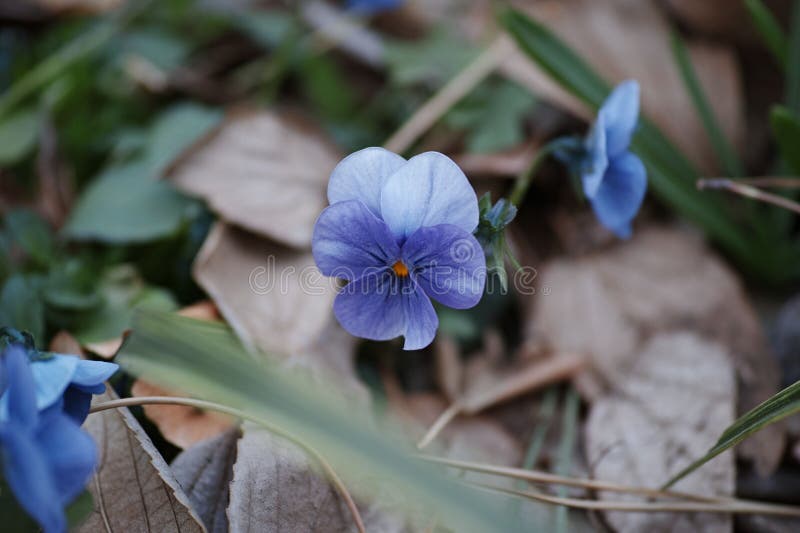 Close-up Shot of a Blue Pancy Grown in the Garden Stock Image - Image ...
