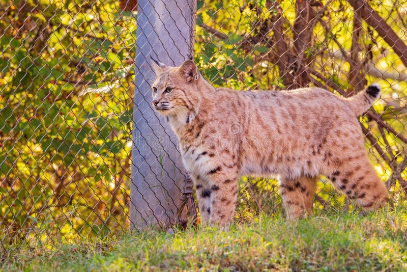 Close Up of a Bobcat Snarling Stock Image - Image of wildlife, close ...