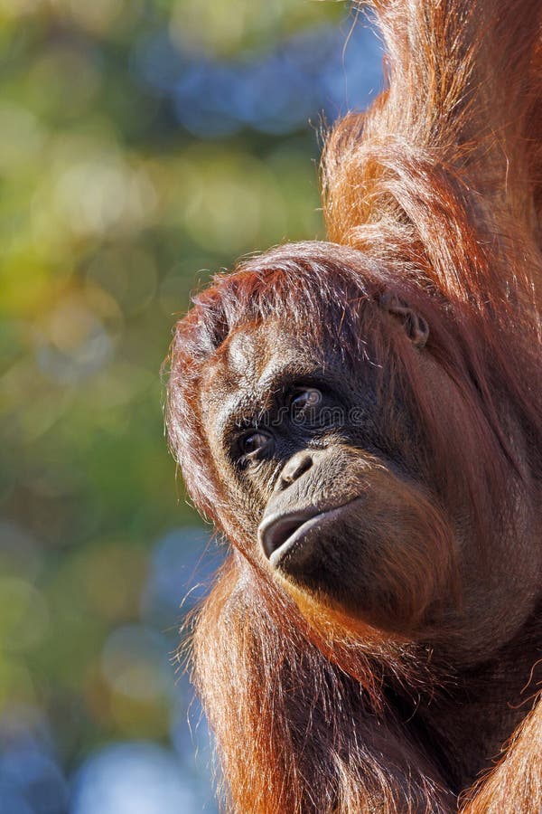 Close Up Shot of Borneo Orang-utang Stock Photo - Image of endangered ...