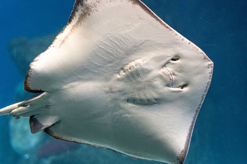 Close Up Shot of the Bottom of a Stingray Swimming in the Ocean Stock ...