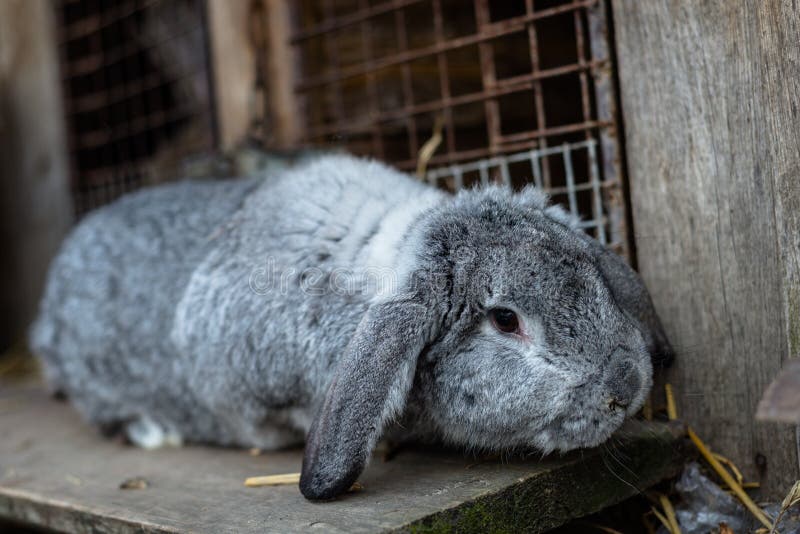 A Close-up Shot of a Breeding Rabbit Standing in Front of a Wooden Cage ...