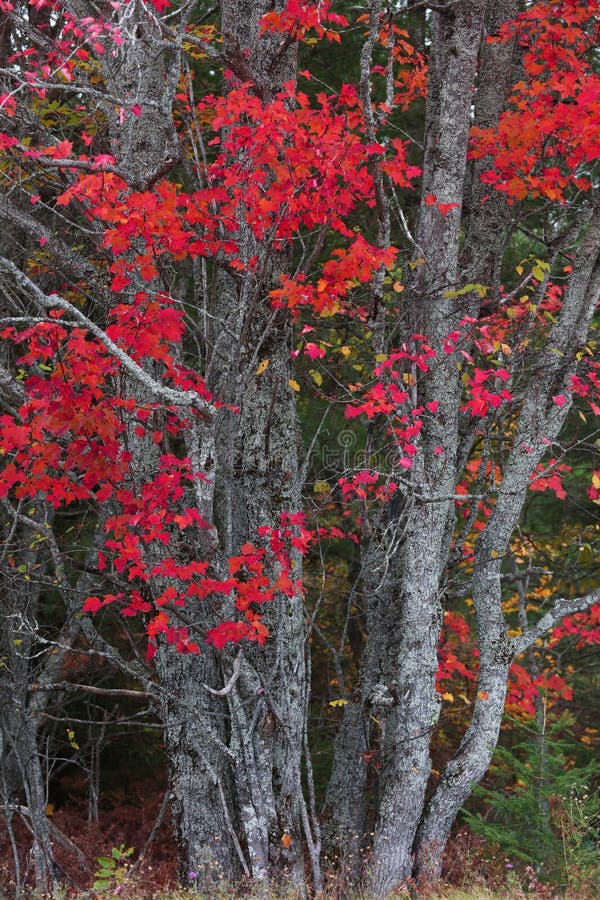 Close Up Shot of Bright Red Maple Tree Stock Photo - Image of green ...