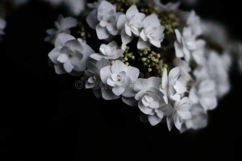 White Hydrangaes Stock Photos - Free & Royalty-Free Stock Photos from ...