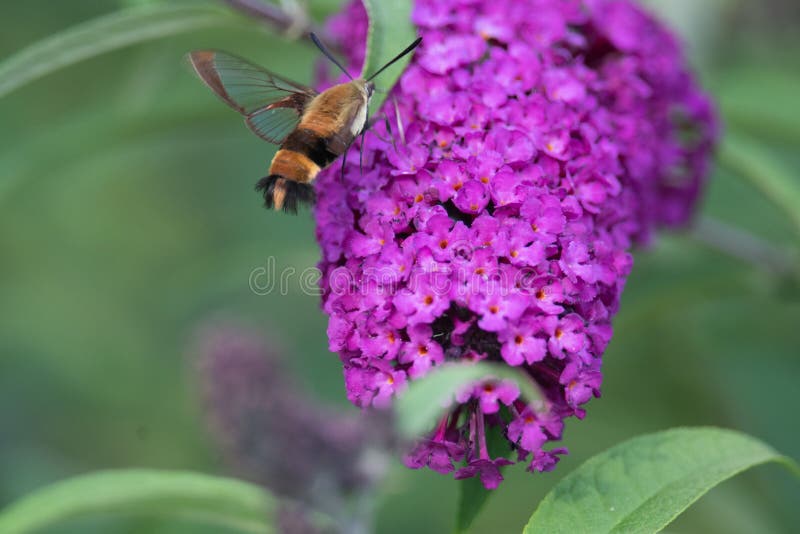 Close-up Shot of a Broad-bordered Bee Hawk-moth on a Lilac Stock Image ...