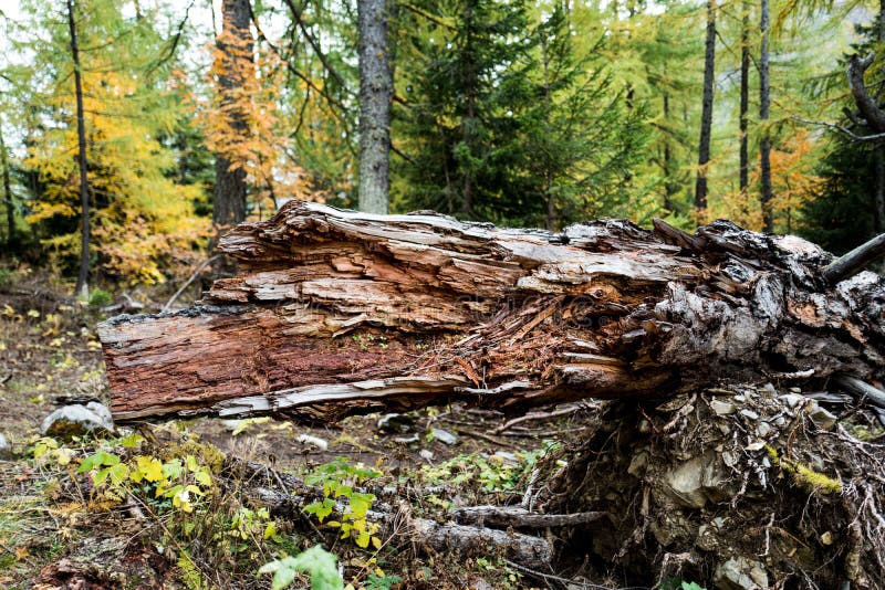 Close-up Shot of a Broken Tree Trunk in a Forest Stock Photo - Image of ...