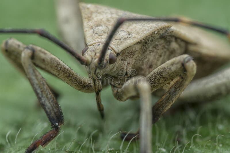 Close Up Shot of Brown Coreid Leaf Footed Bug Stock Image - Image of ...
