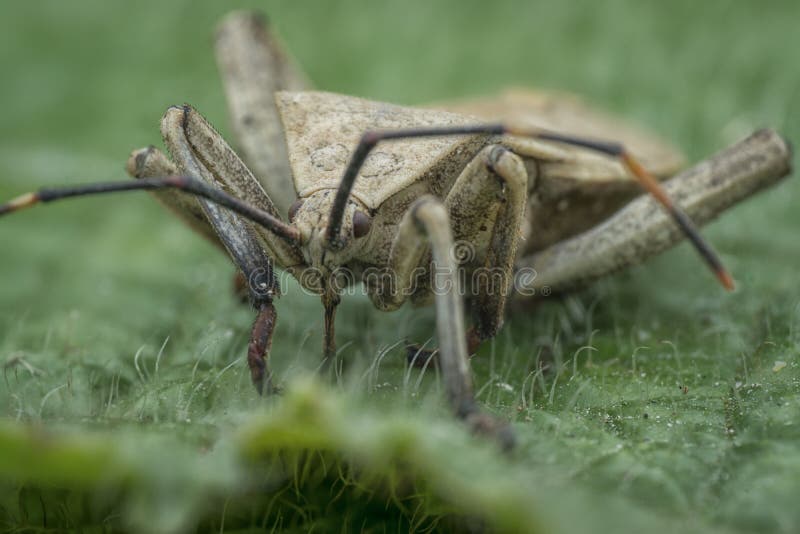 Close Up Shot of Brown Coreid Leaf Footed Bug Stock Photo - Image of ...