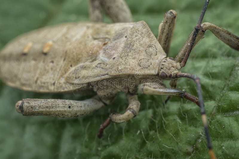 Close Up Shot of Brown Coreid Leaf Footed Bug Stock Image - Image of ...